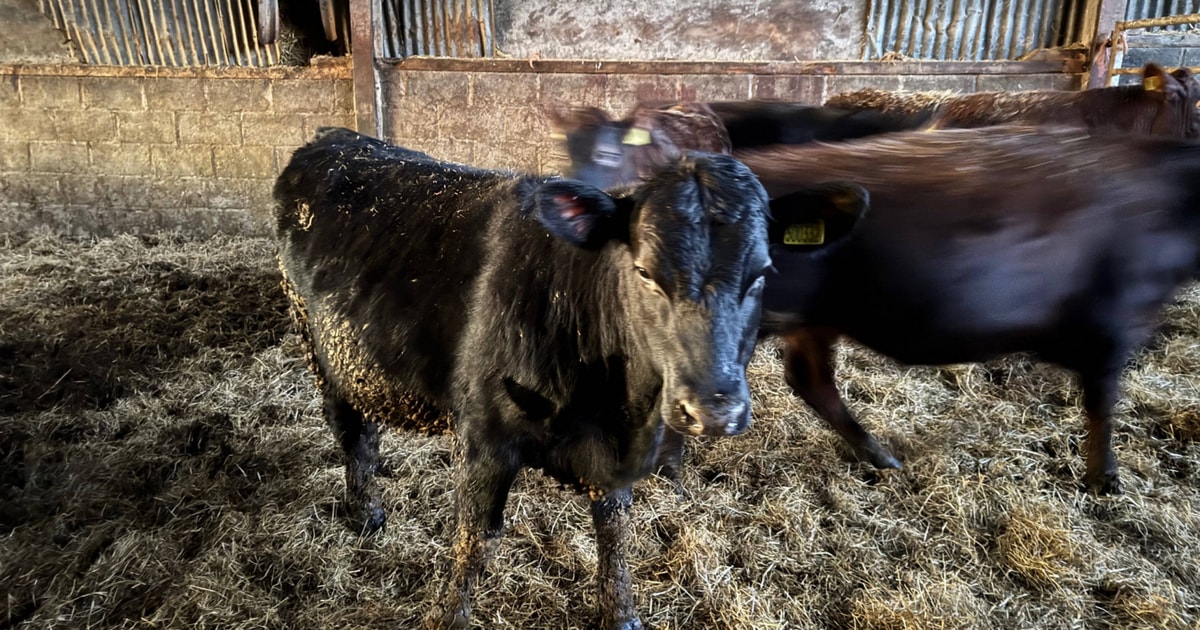 7 North Red Ruby Devon, Aberdeen Angus Cross Store Steers, Heifers ...