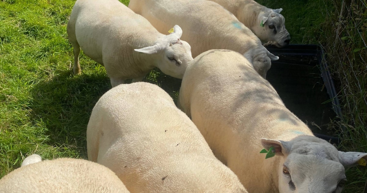 7 Pedigree Texel Breeding Rams | SellMyLivestock - The Online Livestock ...