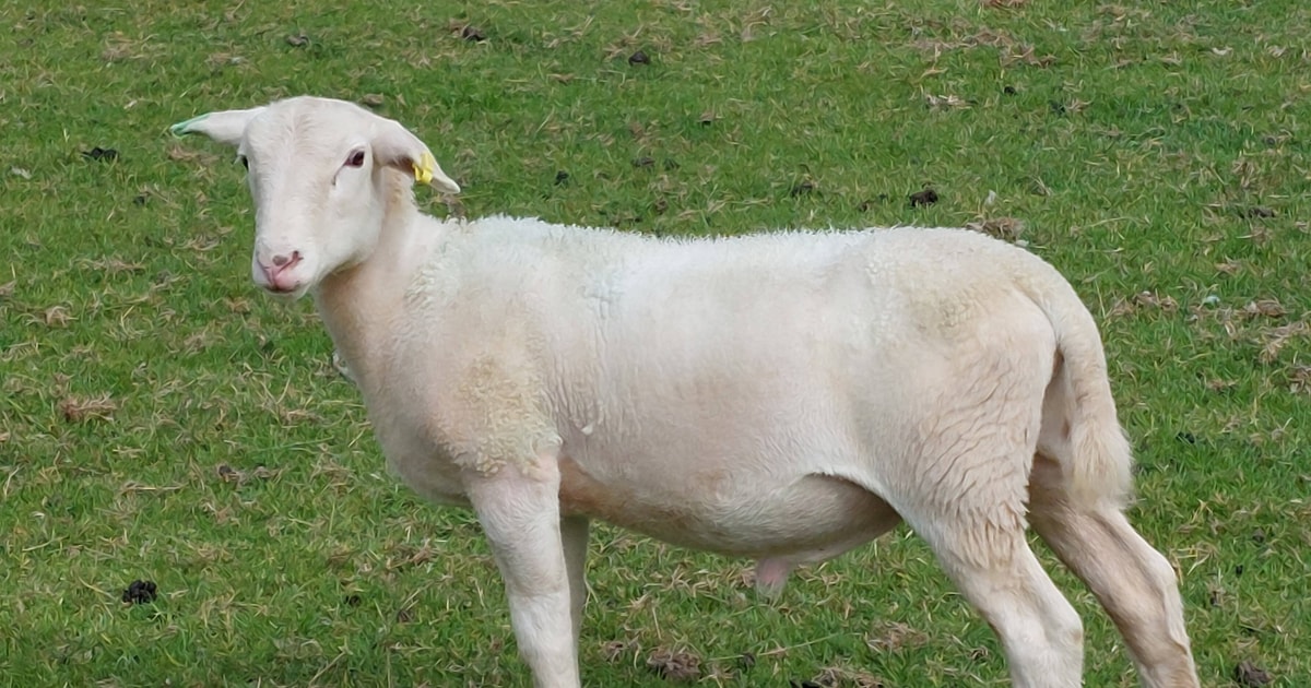 4 Dorper, Easycare Breeding Rams | SellMyLivestock - The Online ...