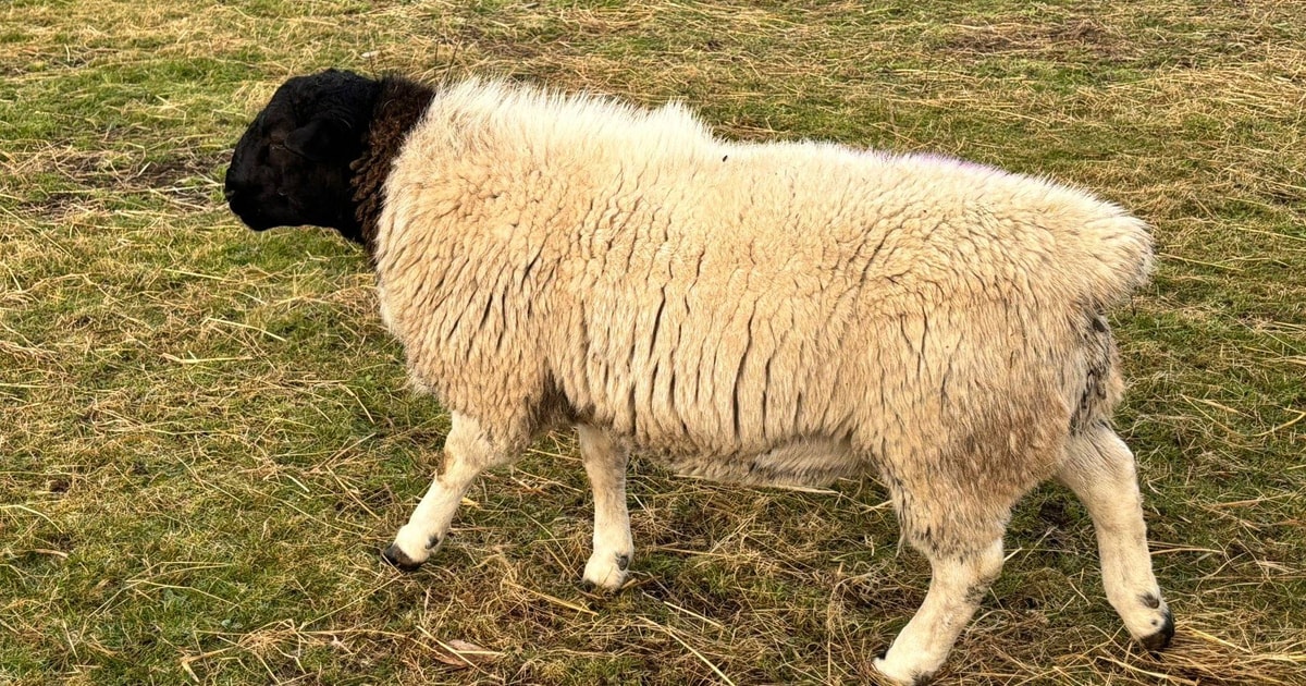 1 Dorper Breeding Ram | SellMyLivestock - The Online Livestock Marketplace