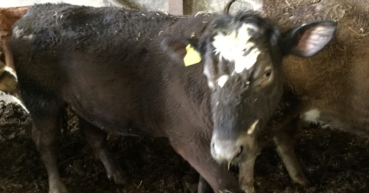 8 Simmental, Aberdeen Angus Cross In-Calf Breeding Heifers ...