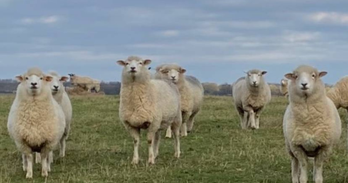 40 New Zealand Romney Breeding Lambs | SellMyLivestock - The Online ...