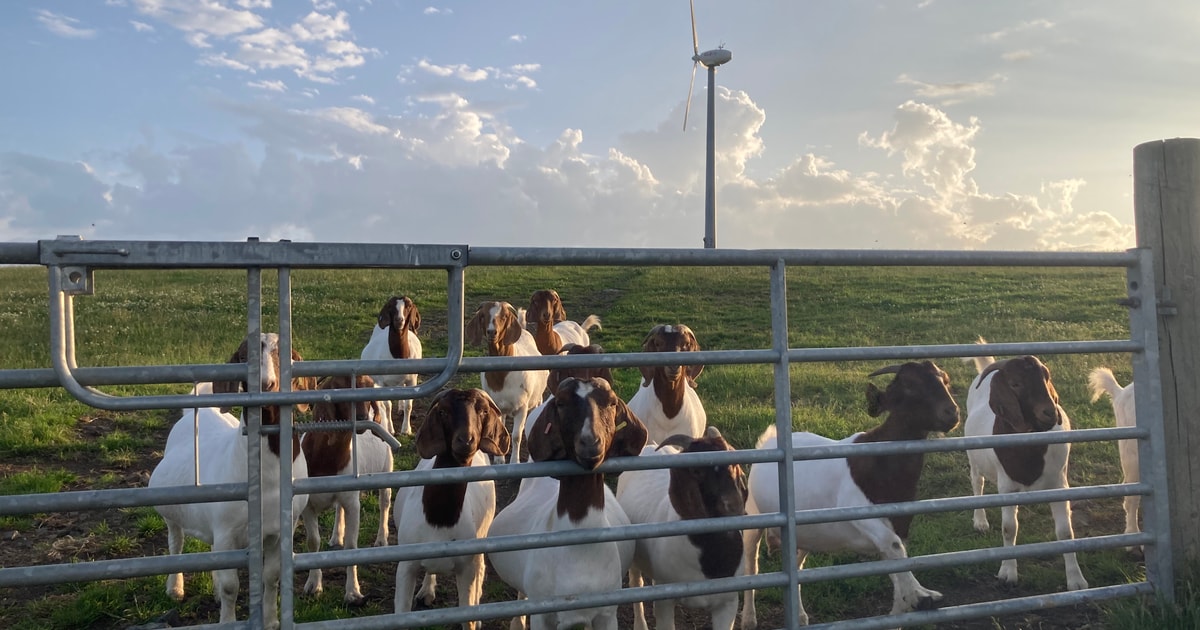 4 Pedigree Boer Meat, Breeding Does | SellMyLivestock - The Online ...