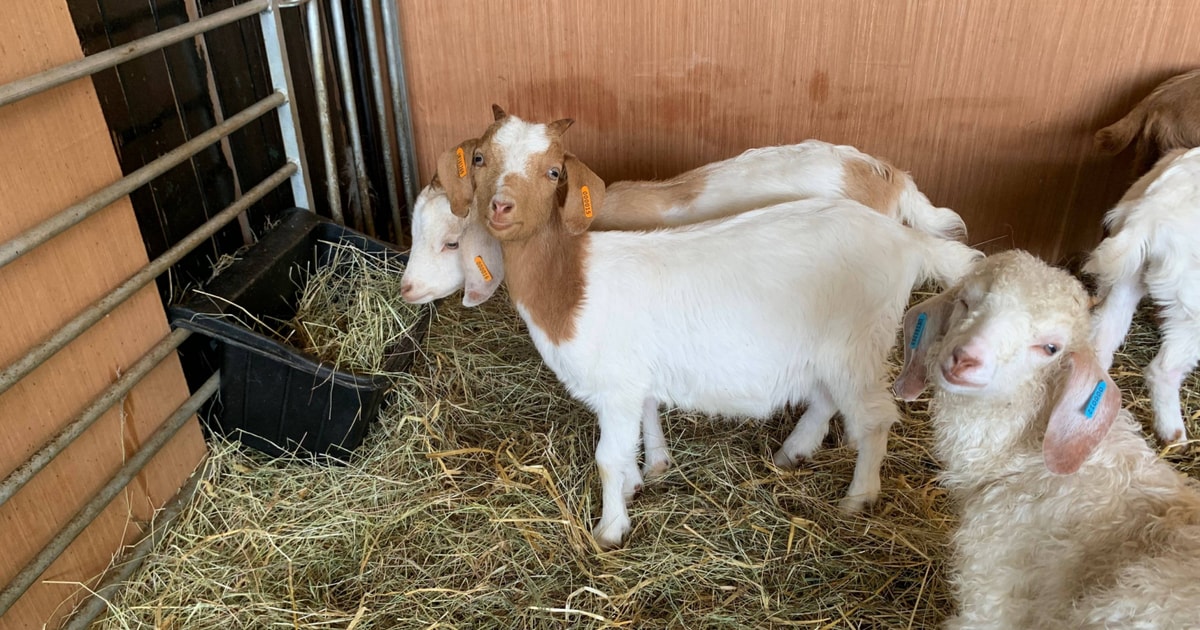 11 Angora, Golden Guernsey, Boer Cross Meat Does, Kids, Wethers ...