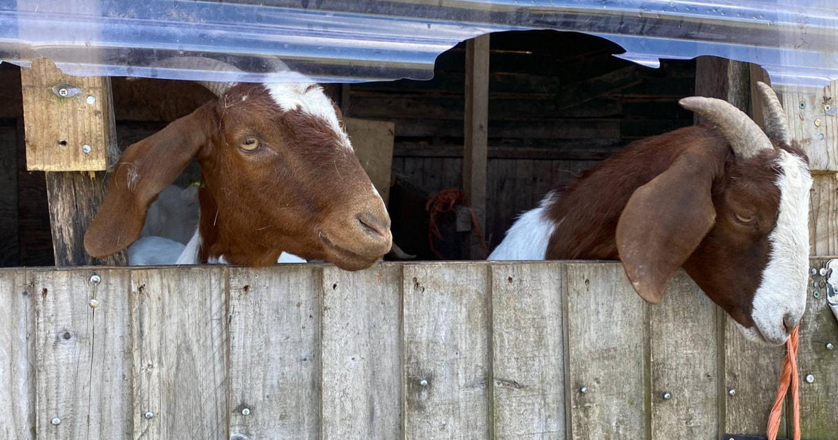 6 Boer Meat, Breeding Does | SellMyLivestock - The Online Livestock ...