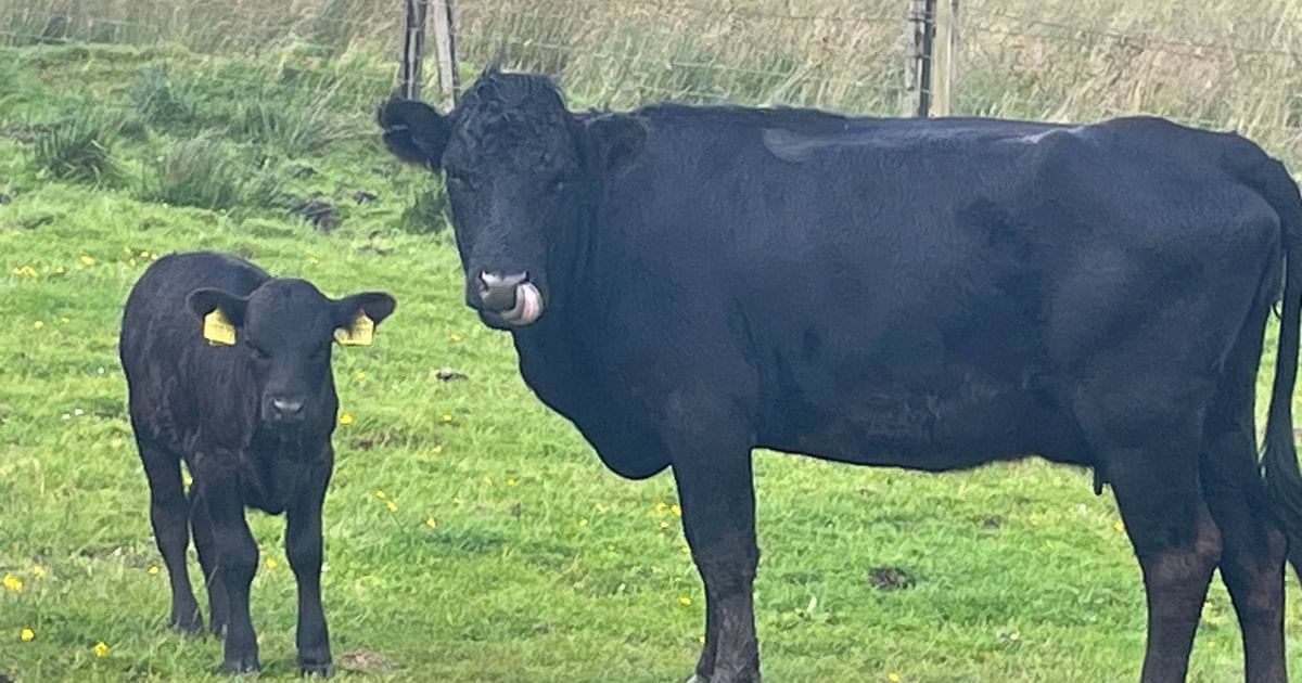 4 Dexter Breeding Cows with Calves at Foot | SellMyLivestock - The ...