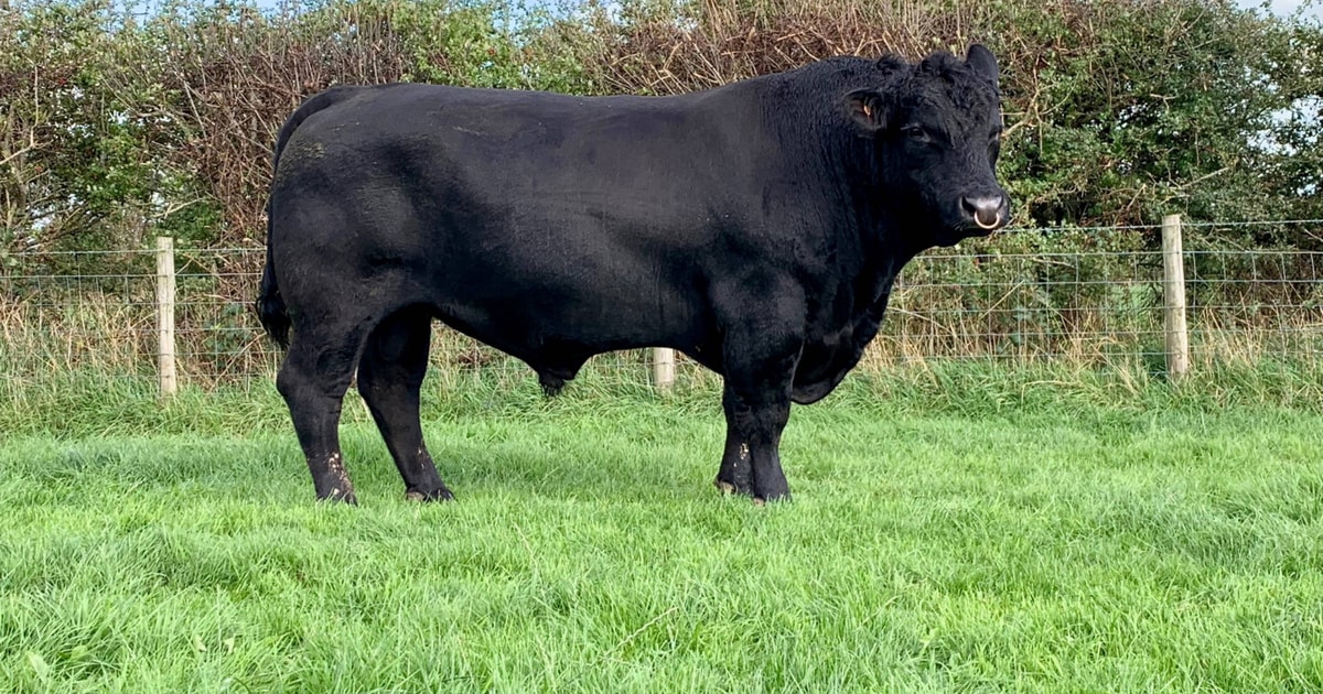 1 Pedigree Aberdeen Angus Breeding Bull | SellMyLivestock - The Online ...
