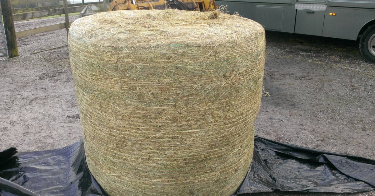 300 Bales Haylage | SellMyLivestock - The Online Livestock Marketplace