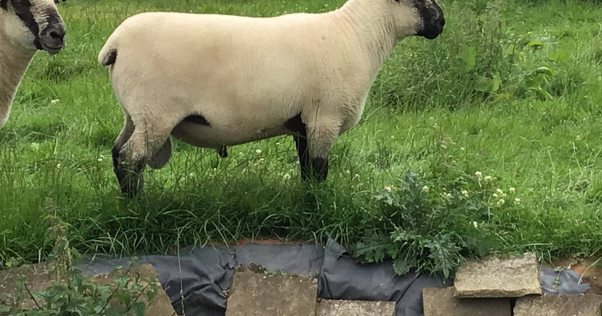 1 Pedigree Shropshire Breeding Ram | SellMyLivestock - The Online ...