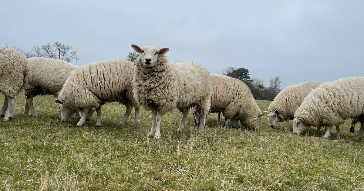 60 Texel Cross Breeding Gimmers | SellMyLivestock - The Online ...