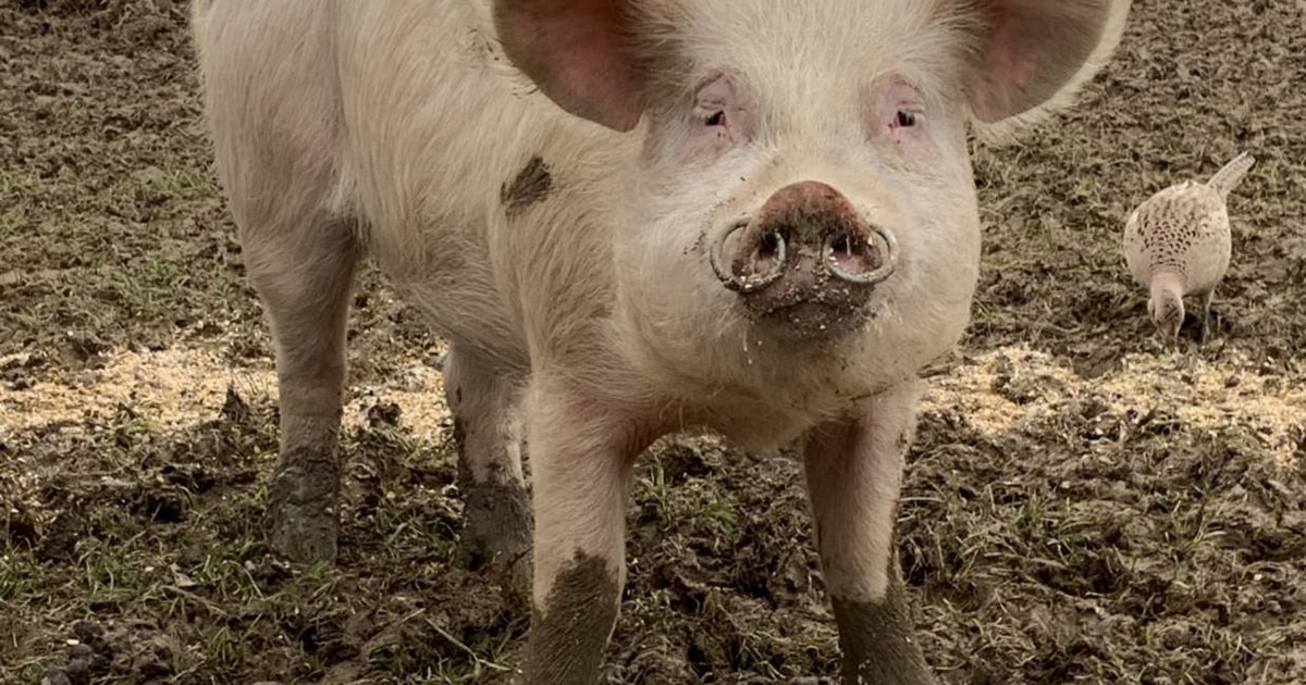 1 Middle White Breeding Gilt | SellMyLivestock - The Online Livestock ...