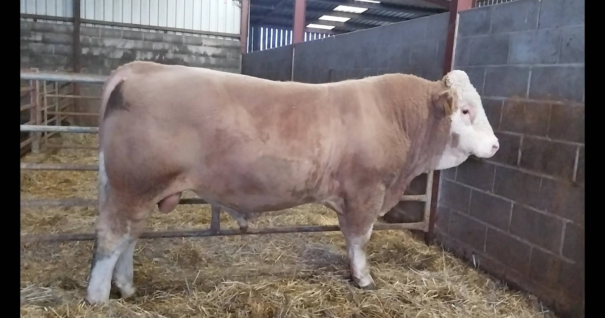 1 Pedigree Simmental Breeding Bull | SellMyLivestock - The Online ...