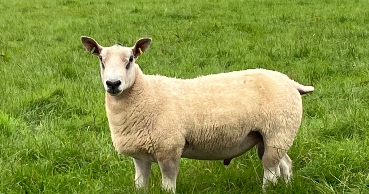 1 Bluefaced Leicester, Texel Cross Breeding Shearling, Ram ...