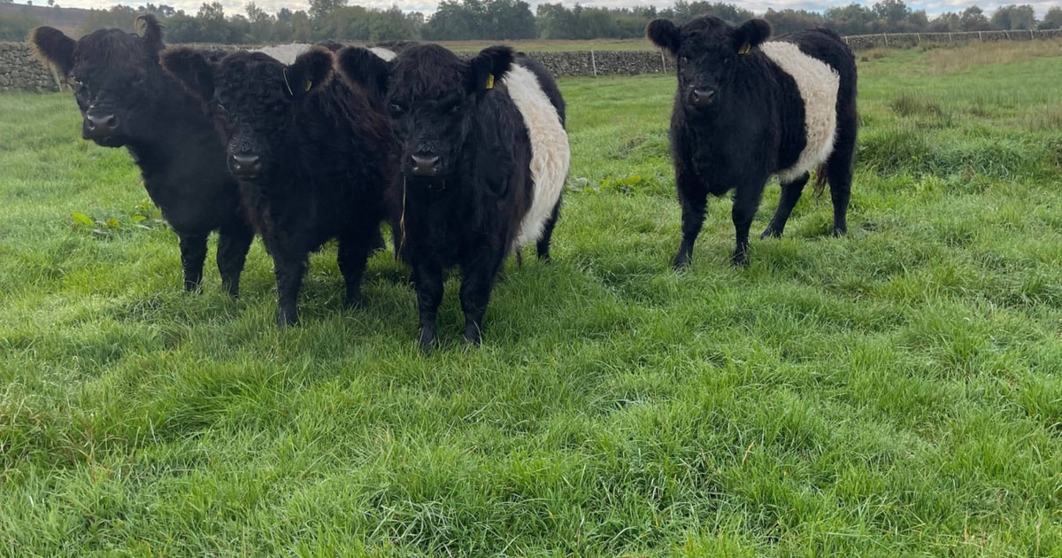 6 Pedigree Belted Galloway Breeding, Store Heifers | SellMyLivestock ...