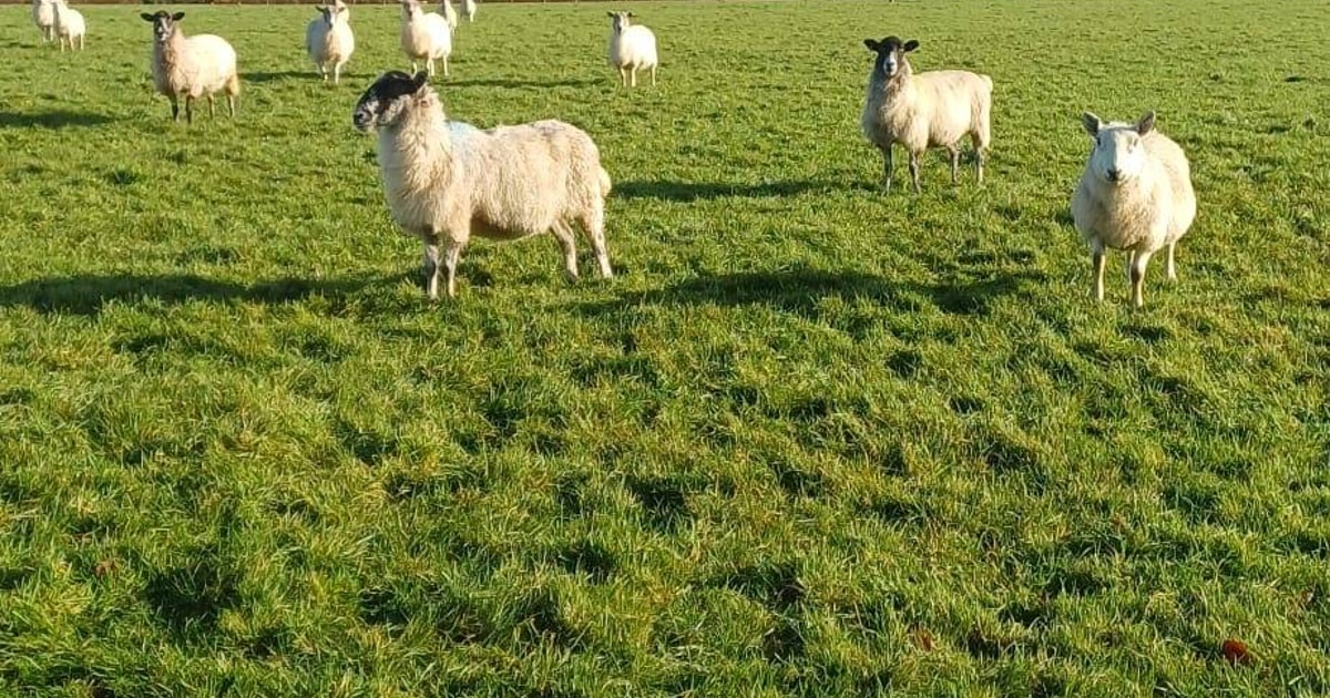 42 Cheviot Mule, Dorset Horn & Poll Dorset, North of England Mule Cross ...