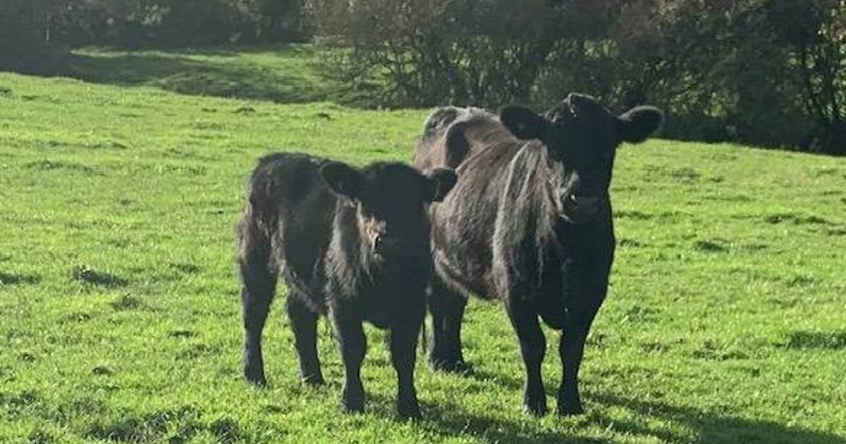 2 Australian Lowline Cross Breeding Cows, Calves | SellMyLivestock ...