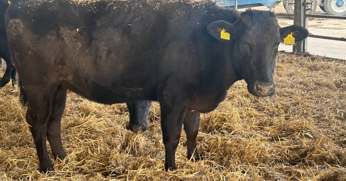 30 Wagyu Breeding Heifers | SellMyLivestock - The Online Livestock ...