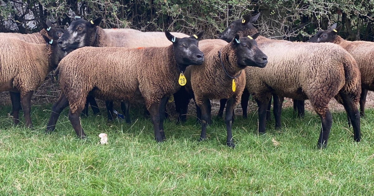 10 Pedigree Blue Texel Breeding Shearlings | SellMyLivestock - The ...
