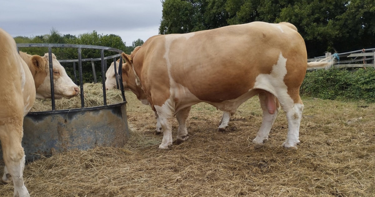 1 Pedigree Simmental Breeding Bull | SellMyLivestock - The Online ...