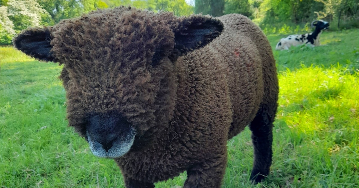 2 Pedigree Coloured Ryeland Breeding Rams, Lambs | SellMyLivestock ...