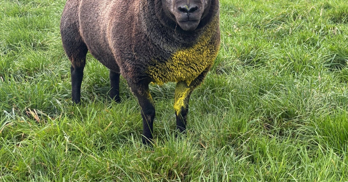 1 Pedigree Blue Texel Breeding Ram | SellMyLivestock - The Online ...