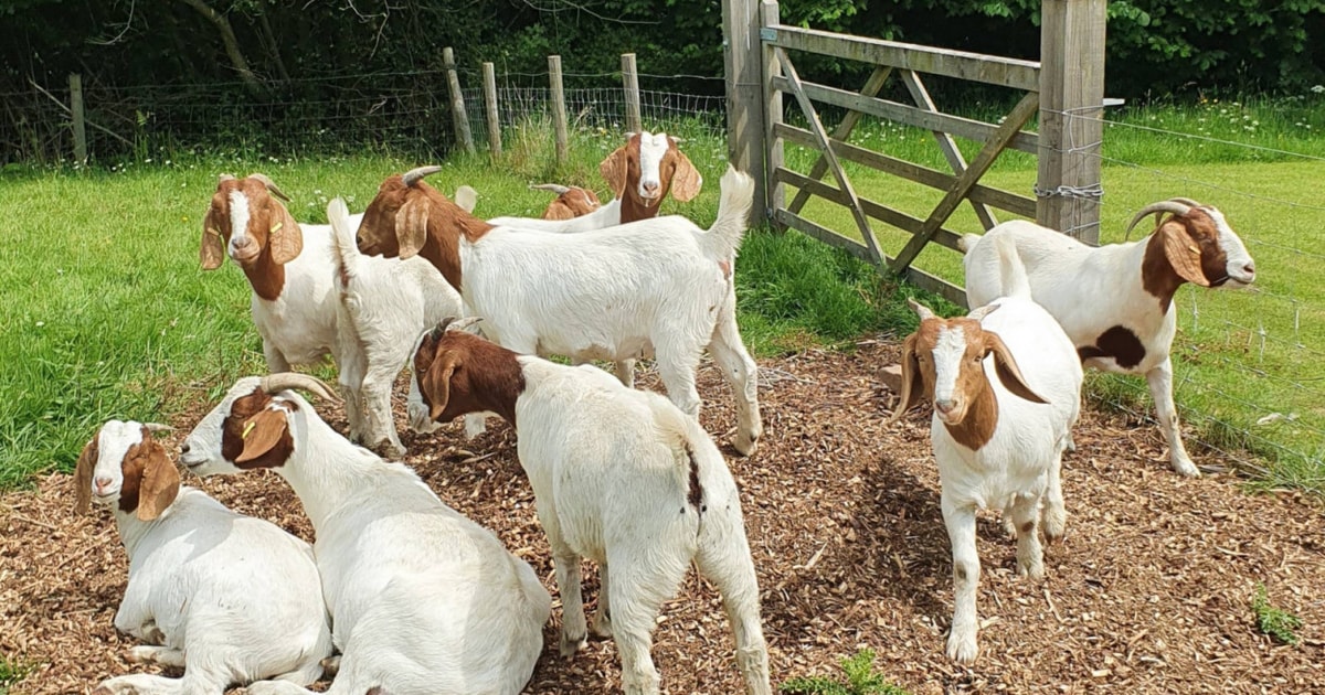 11 Boer Meat, Breeding Bucks, Does, Kids, Wethers, Yearlings ...