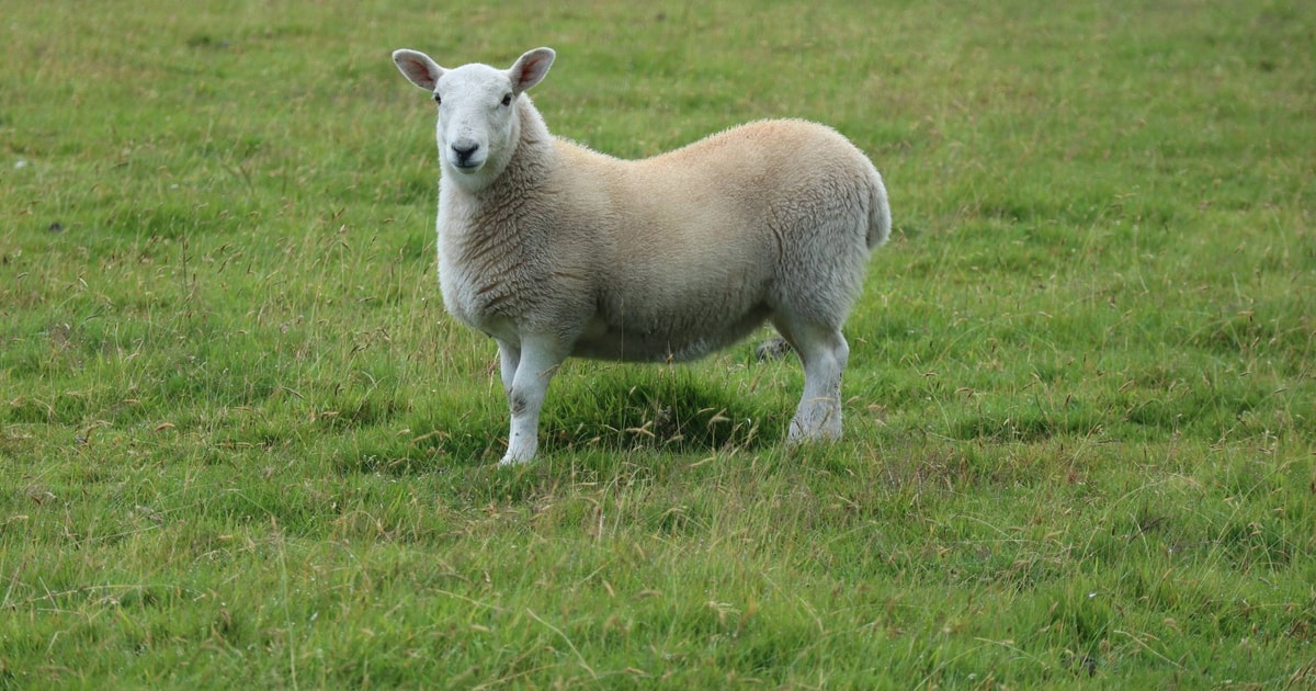 120 Organic Cheviot Cross Store Lambs | SellMyLivestock - The Online ...