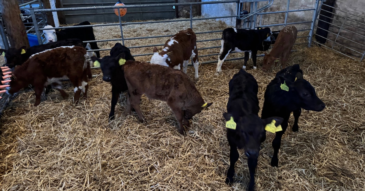 10 Aberdeen Angus Red, Simmental, Aberdeen Angus, Longhorn Cross Calves ...