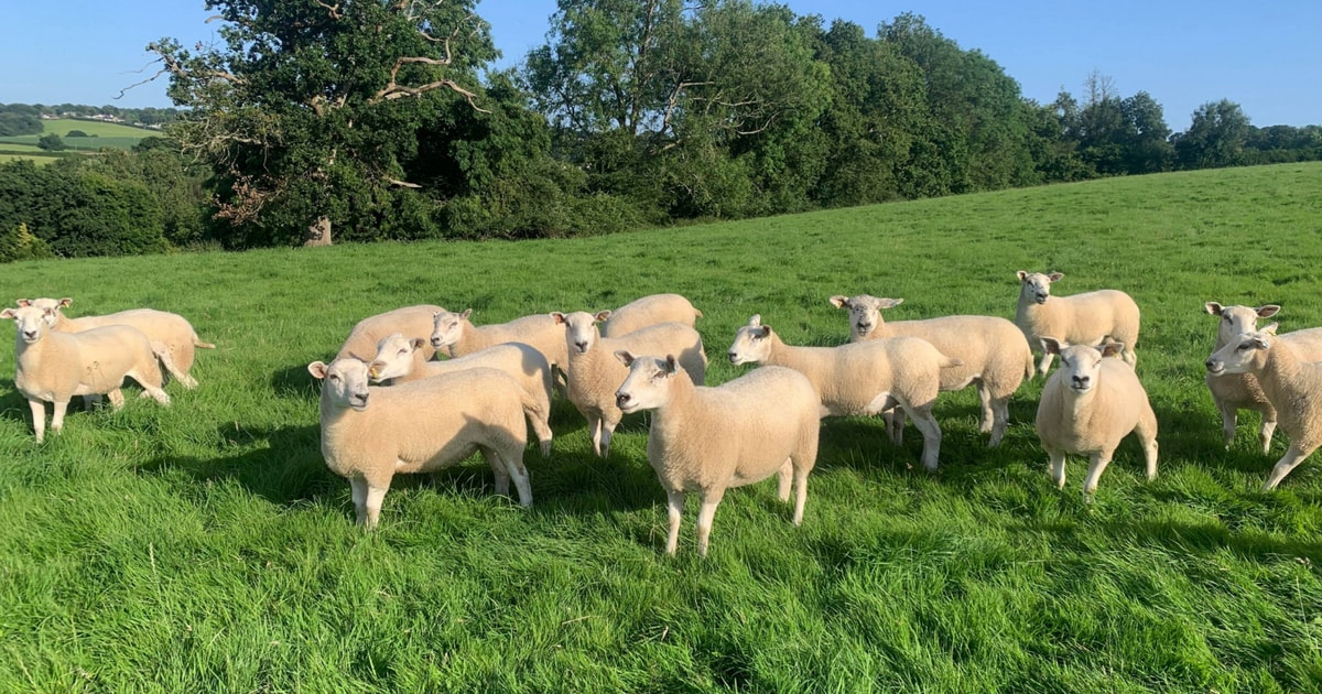 40 Texel Cross Breeding Gimmers | SellMyLivestock - The Online ...