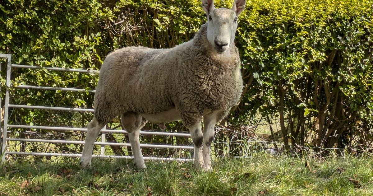 2 Pedigree Bluefaced Leicester, Border Leicester Breeding Rams ...