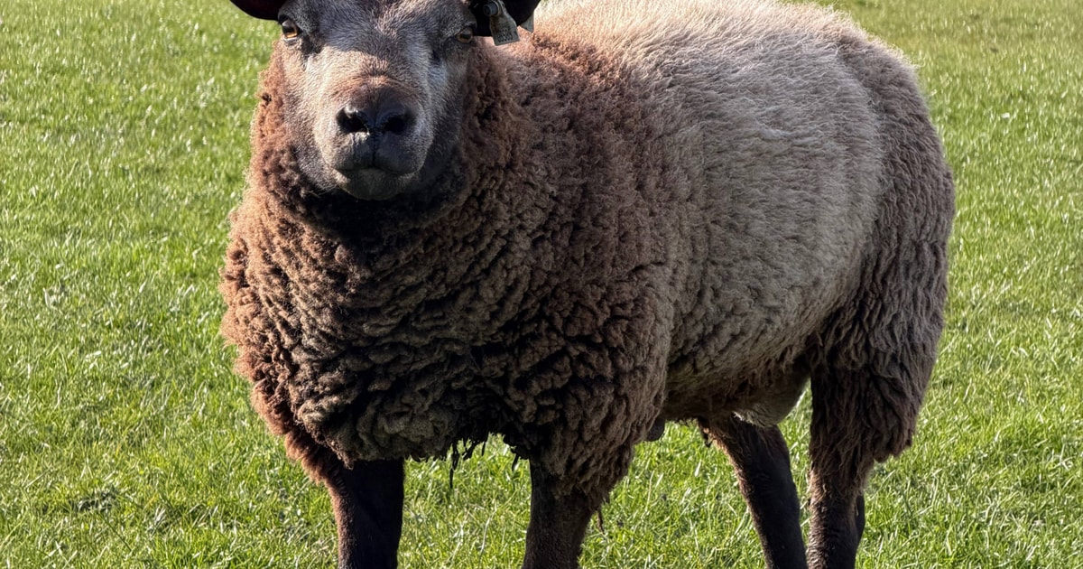 1 Blue Texel Breeding Ram | SellMyLivestock - The Online Livestock ...