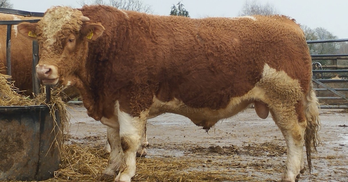 1 Pedigree Simmental Breeding Young Bull, Bull | SellMyLivestock - The ...