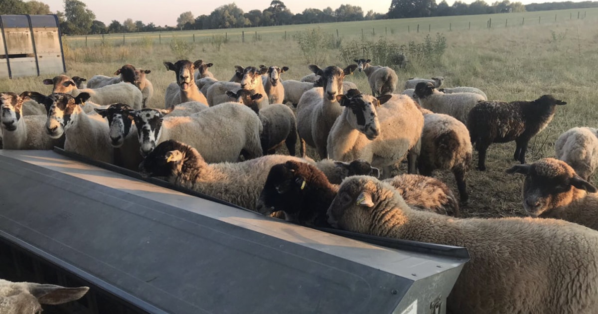 25 Welsh Mule, Herdwick, North of England Mule Breeding Ewes, Lambs ...