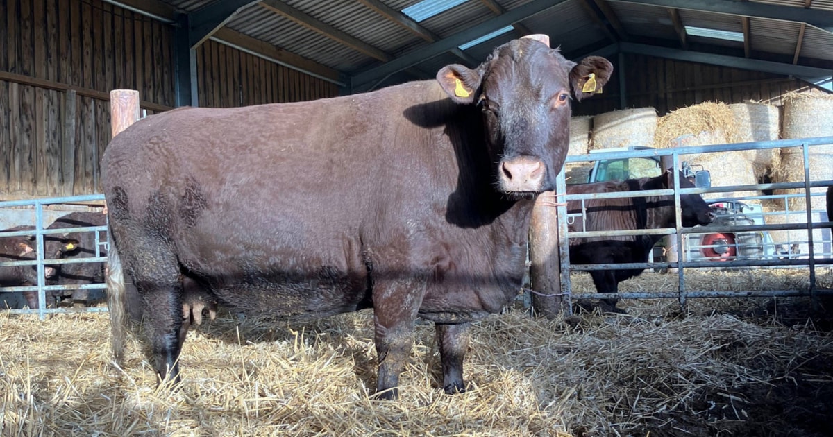 8 Sussex Breeding Cows | SellMyLivestock - The Online Livestock Marketplace