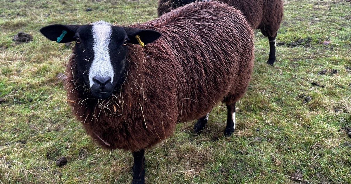 1 Dutch Spotted Cross In-Lamb Store, Breeding Hogg, Lamb, Ewe ...