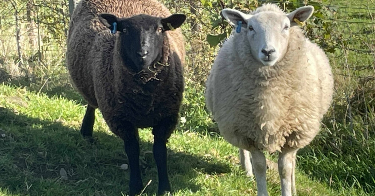 3 Dutch Spotted, Shetland, Texel Cross Breeding Ewes, Lambs ...