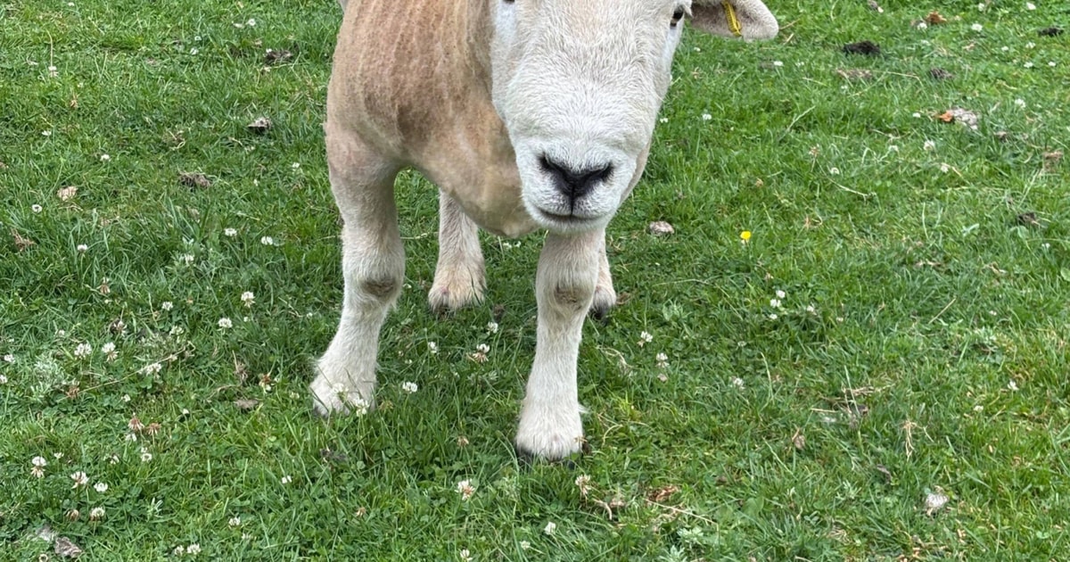 1 Devon Closewool Breeding Ram | SellMyLivestock - The Online Livestock ...