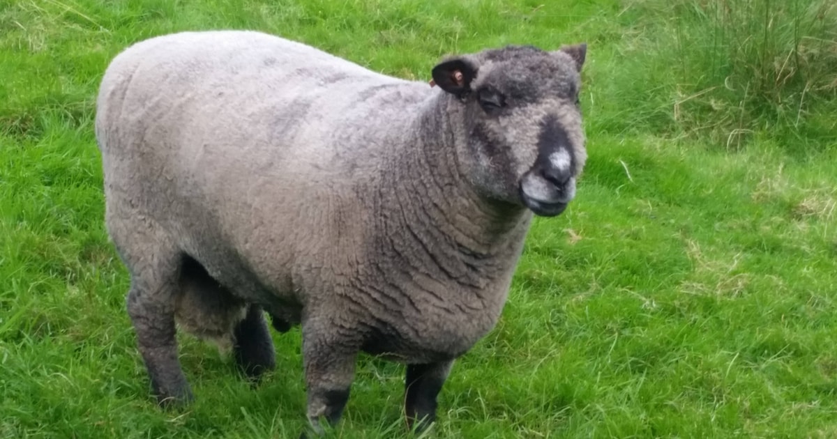 1 Pedigree Coloured Ryeland Breeding Ram | SellMyLivestock - The Online ...