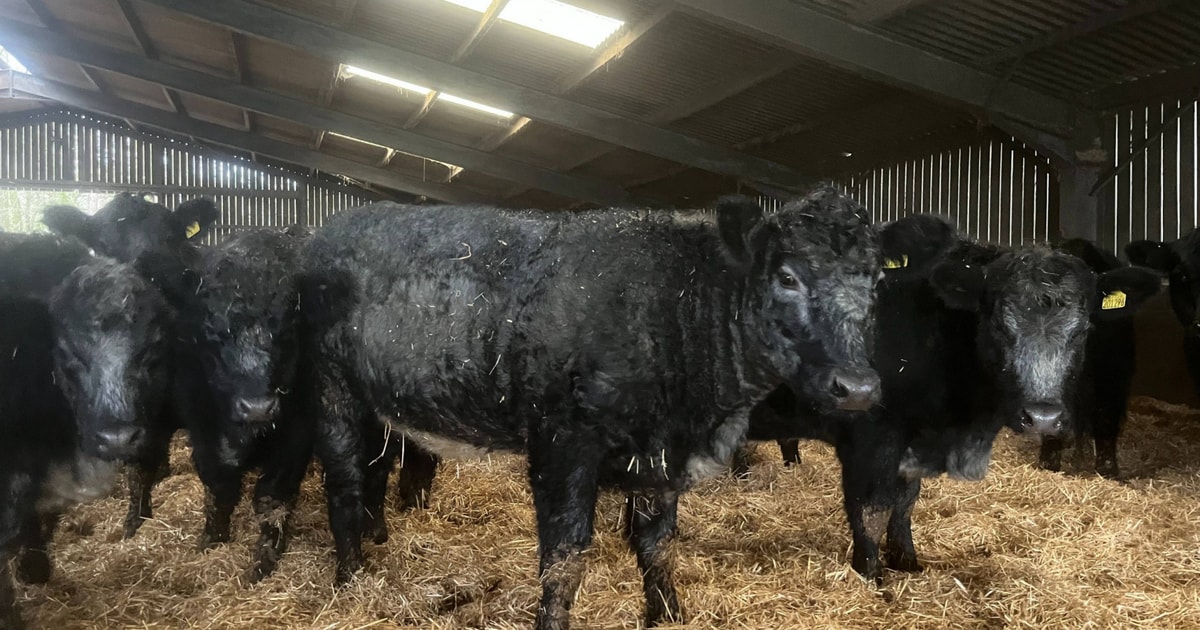 20 Aberdeen Angus Cross Breeding Heifers | SellMyLivestock - The Online ...
