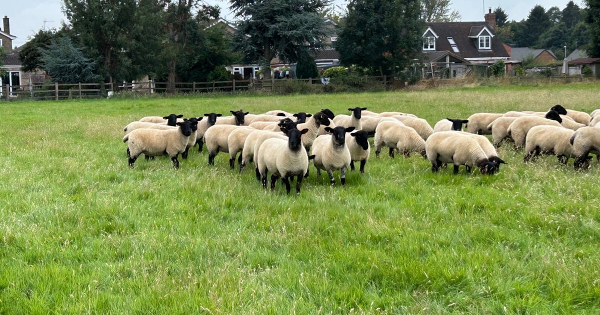 65 Suffolk Cross Breeding Shearlings | SellMyLivestock - The Online ...