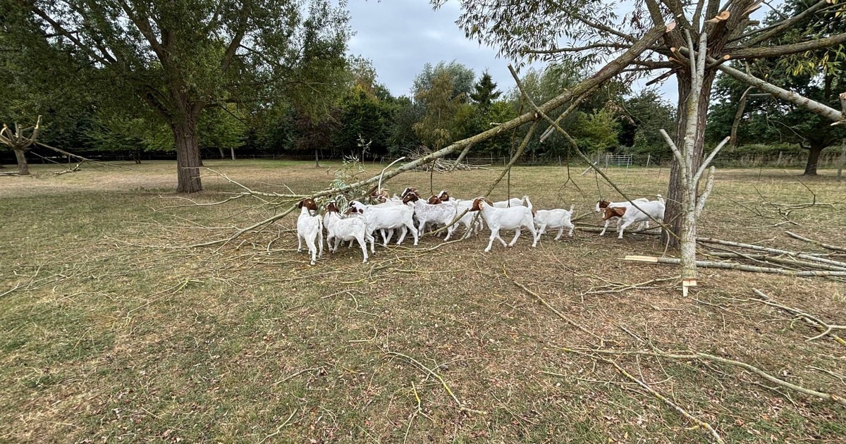30 Boer Meat, Breeding Does, Wethers | SellMyLivestock - The Online ...