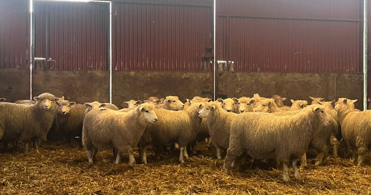 34 New Zealand Romney Breeding Lambs | SellMyLivestock - The Online ...