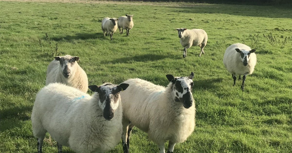 8 Welsh Mule, Texel, Charollais Breeding Ewes | SellMyLivestock - The ...