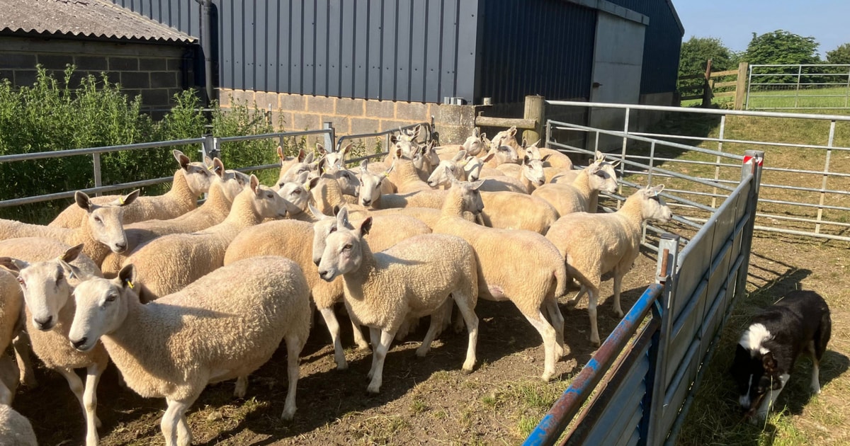 55 Cheviot Mule Cross Breeding Shearlings | SellMyLivestock - The ...