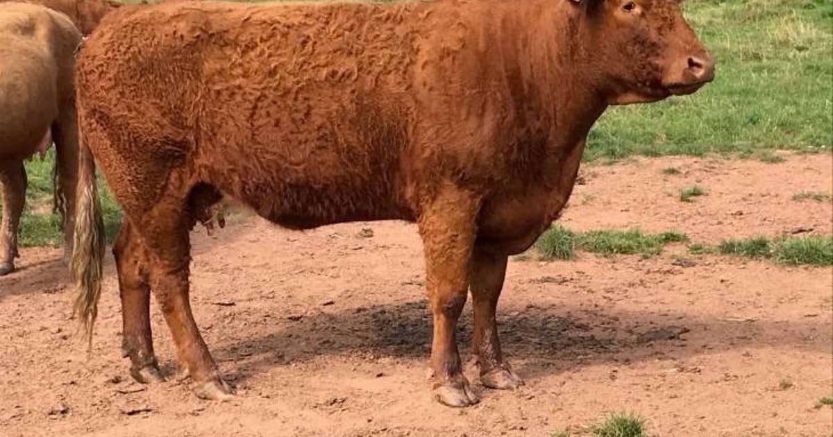 12 Simmental, Aberdeen Angus Cross In-Calf Breeding Cows ...