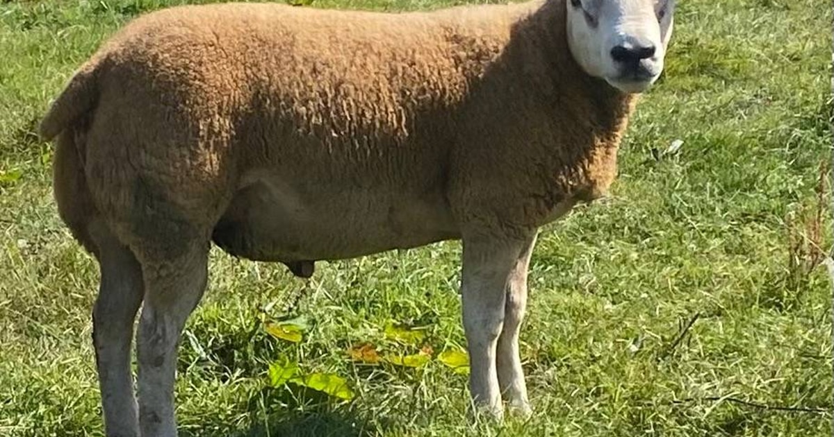 2 Texel Breeding Shearlings, Rams | SellMyLivestock - The Online ...