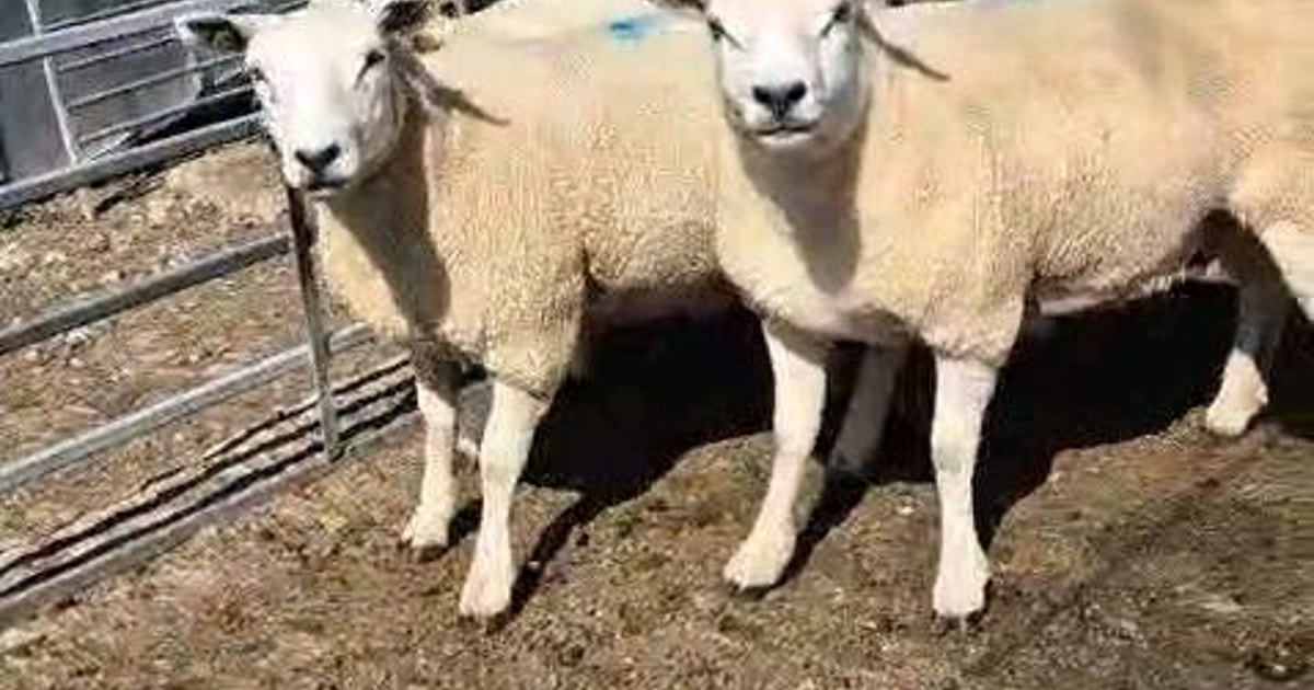 14 Blue Texel, Texel Cross Breeding Gimmers | SellMyLivestock - The ...