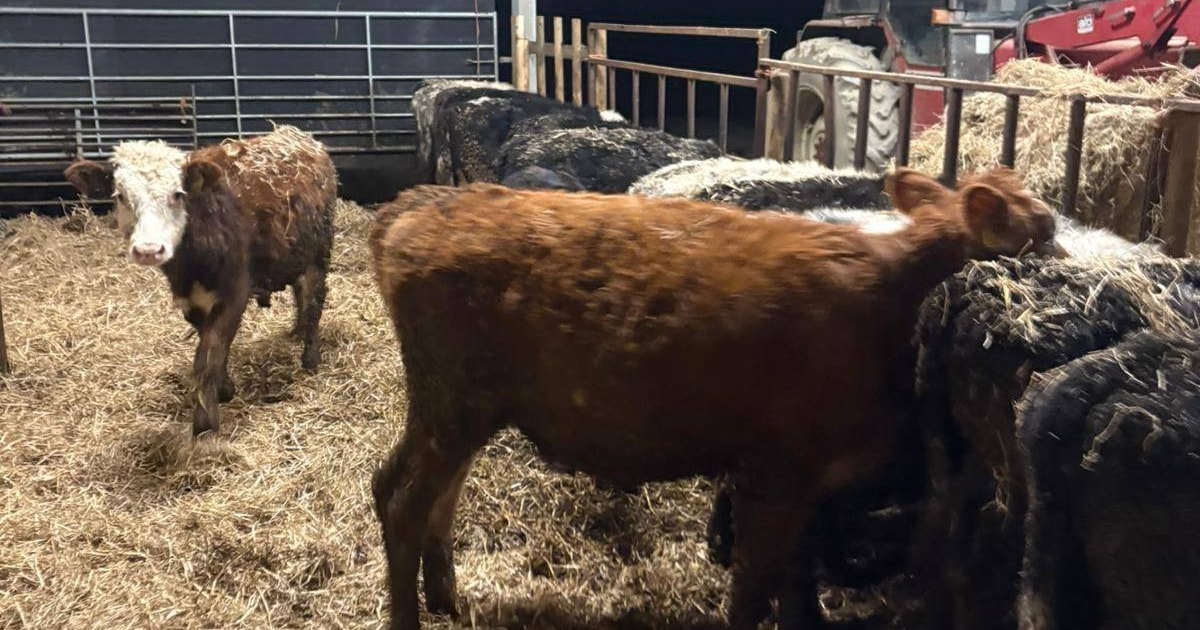 21 Aberdeen Angus, Hereford, Charolais, Simmental Cross Store Heifers ...