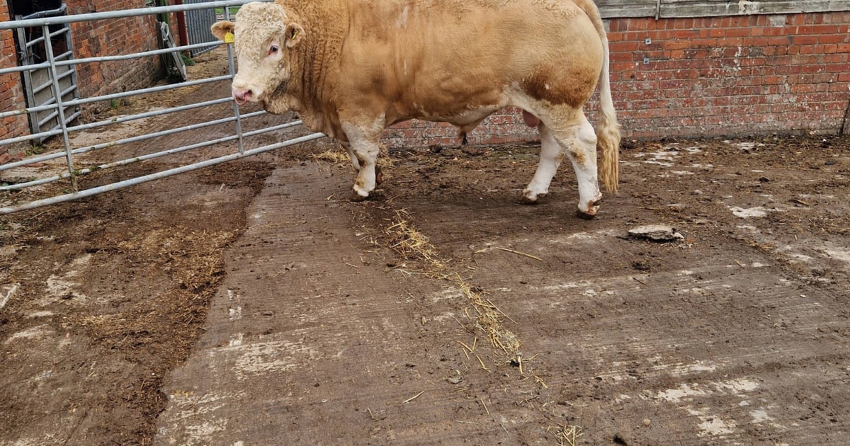 1 Pedigree Simmental Breeding Young Bull | SellMyLivestock - The Online ...
