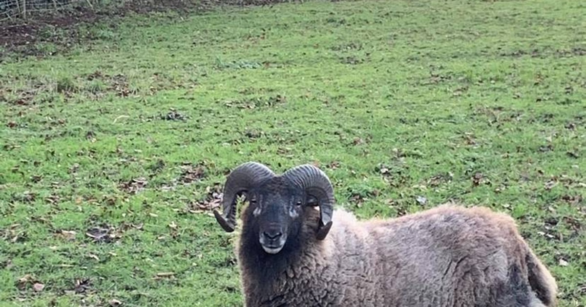 1 Pedigree Boreray Breeding Ram | SellMyLivestock - The Online ...